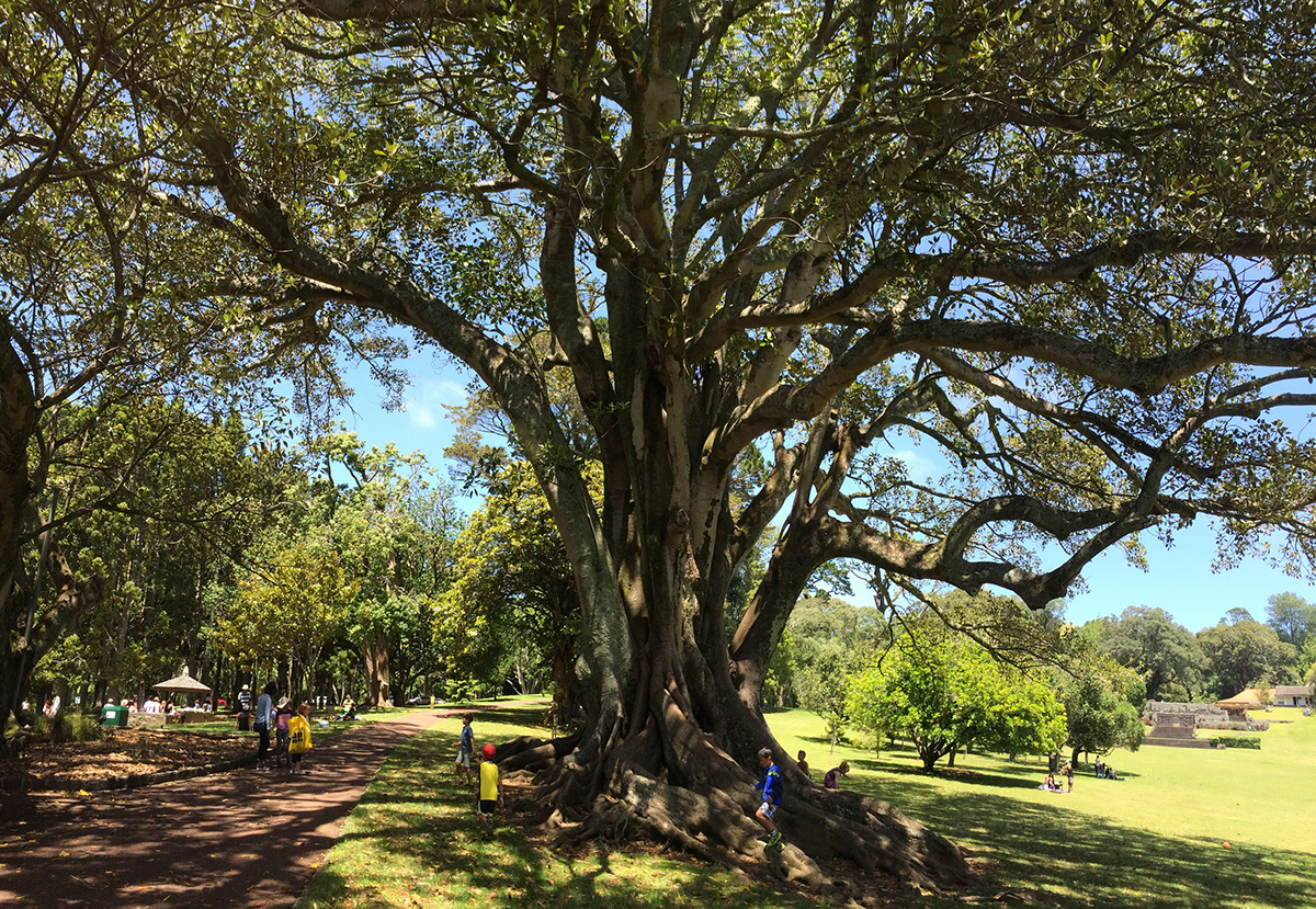 Auckland | oaks + compass