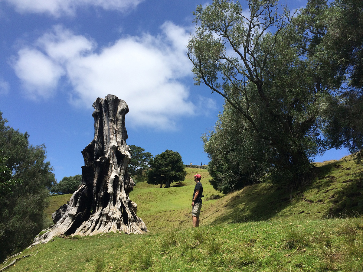 Auckland | oaks + compass